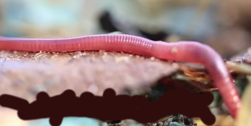 Kecho Earthworm কেঁচো পরিবেশের প্রতি সংবেদনশীলতা