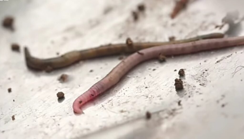 Kecho Earthworm কেঁচো পরিবেশের প্রতি সংবেদনশীলতা