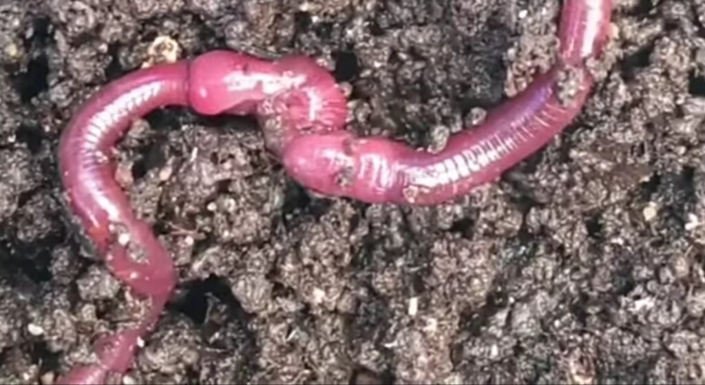 Kecho Earthworm কেঁচো পরিবেশের প্রতি সংবেদনশীলতা