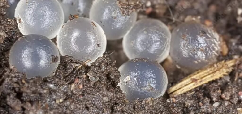 Kecho Earthworm কেঁচো পরিবেশের প্রতি সংবেদনশীলতা